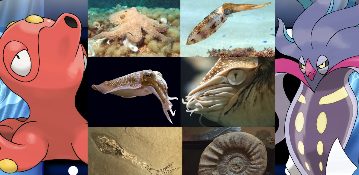 'Pokémon' Fans Demand Octopus-Themed Designs For 'Winds and Waves ...